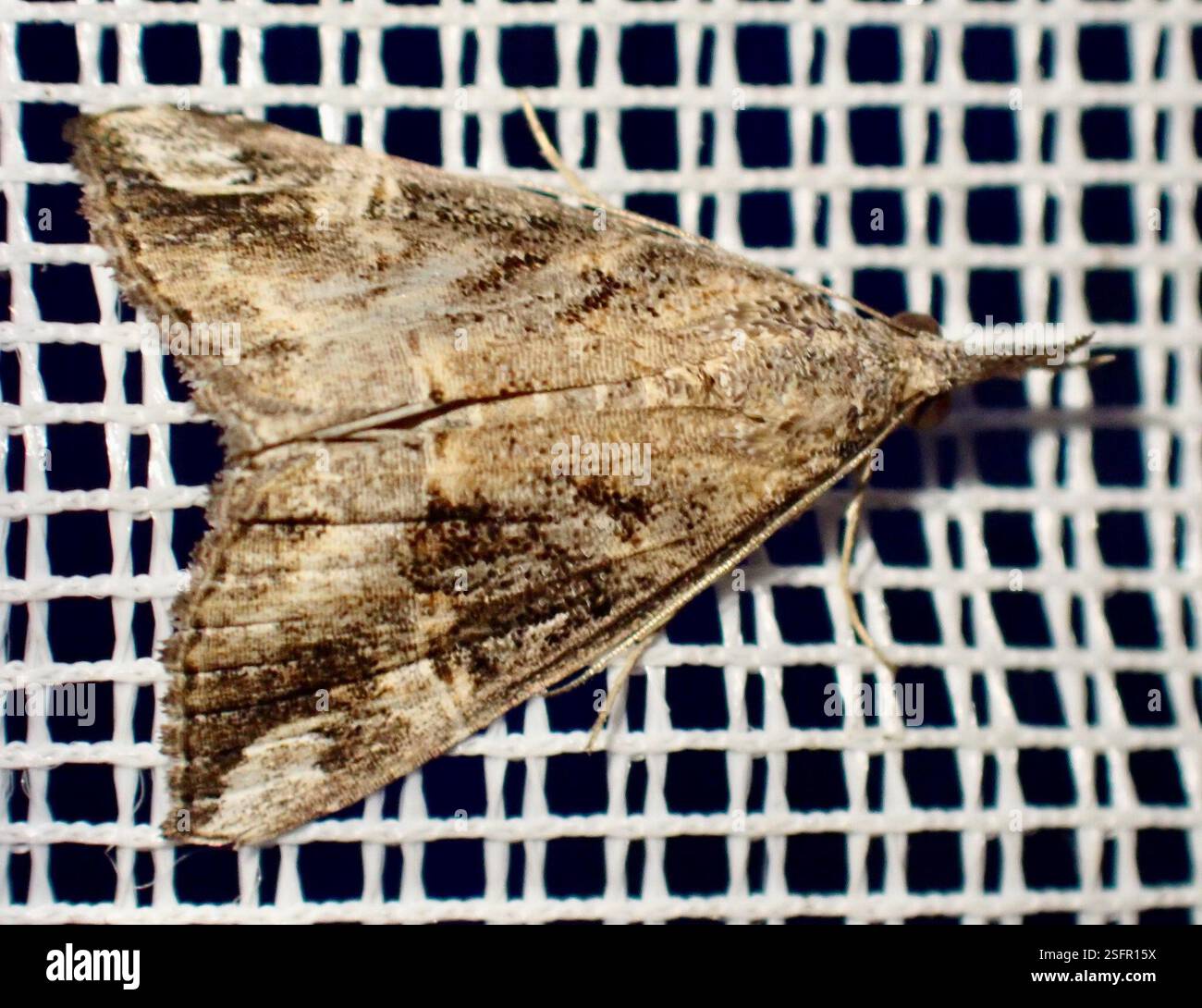 Lantana Defoliator (Hypena laceratalis), Insecta, Santo Antão, Cape ...