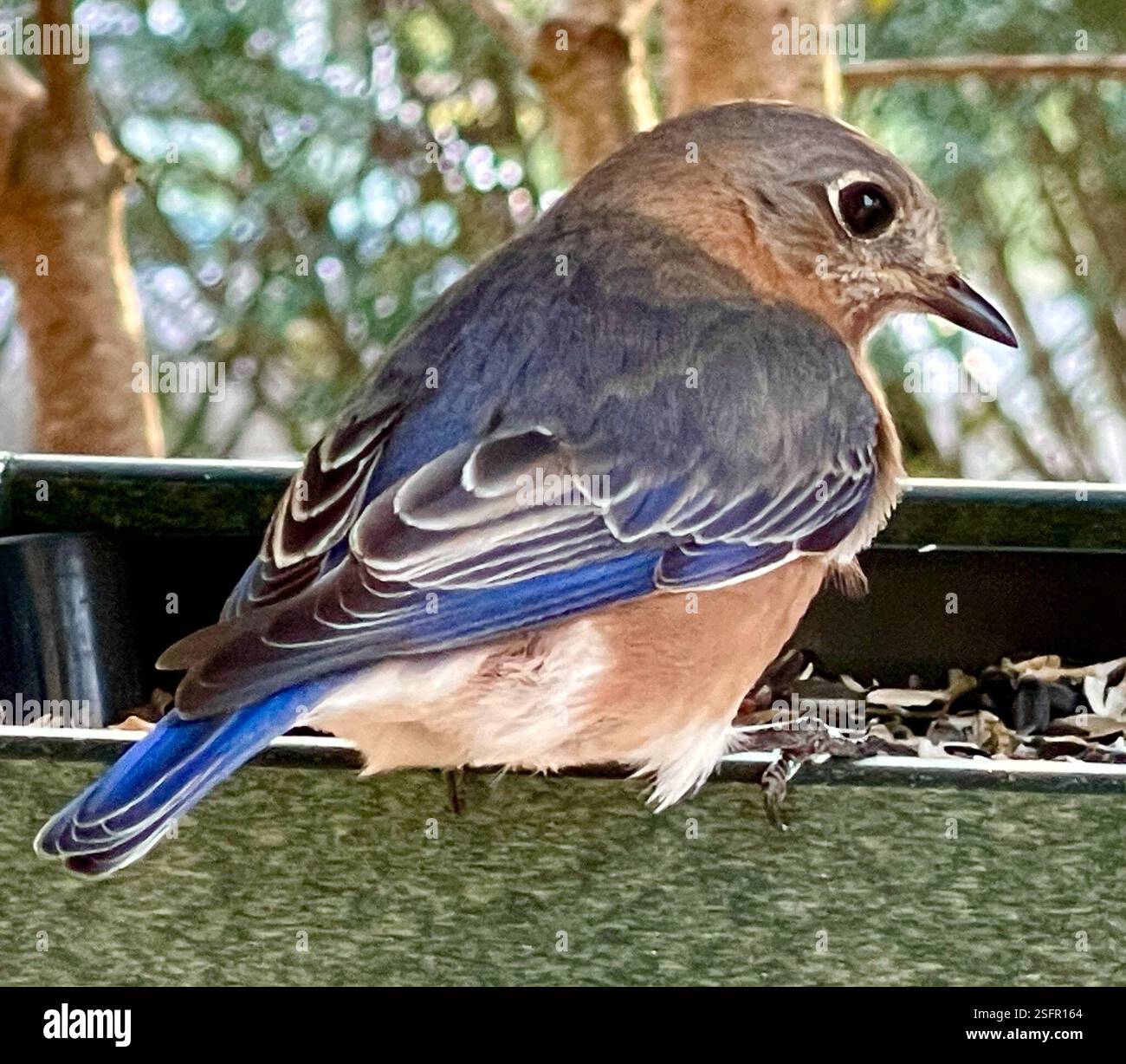 Eastern Bluebird (Sialia sialis), Aves, Mitchell St, Hillsborough, NC ...