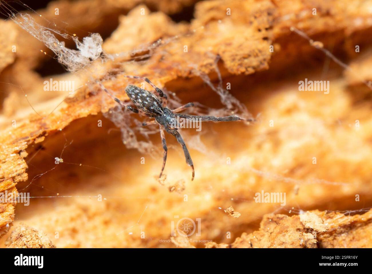 Feather-legged Spiders (Uloborus), Arachnida, Chimney Lakes ...