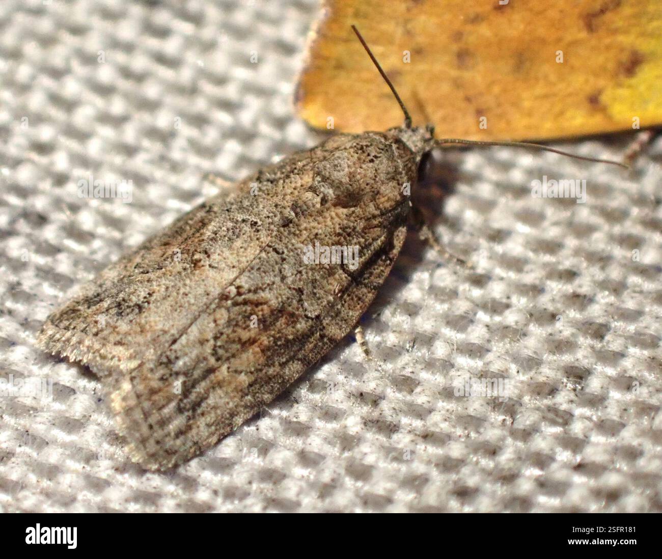 (Garella), Insecta, Santo Antão, Cape Verde, CV Stock Photo - Alamy