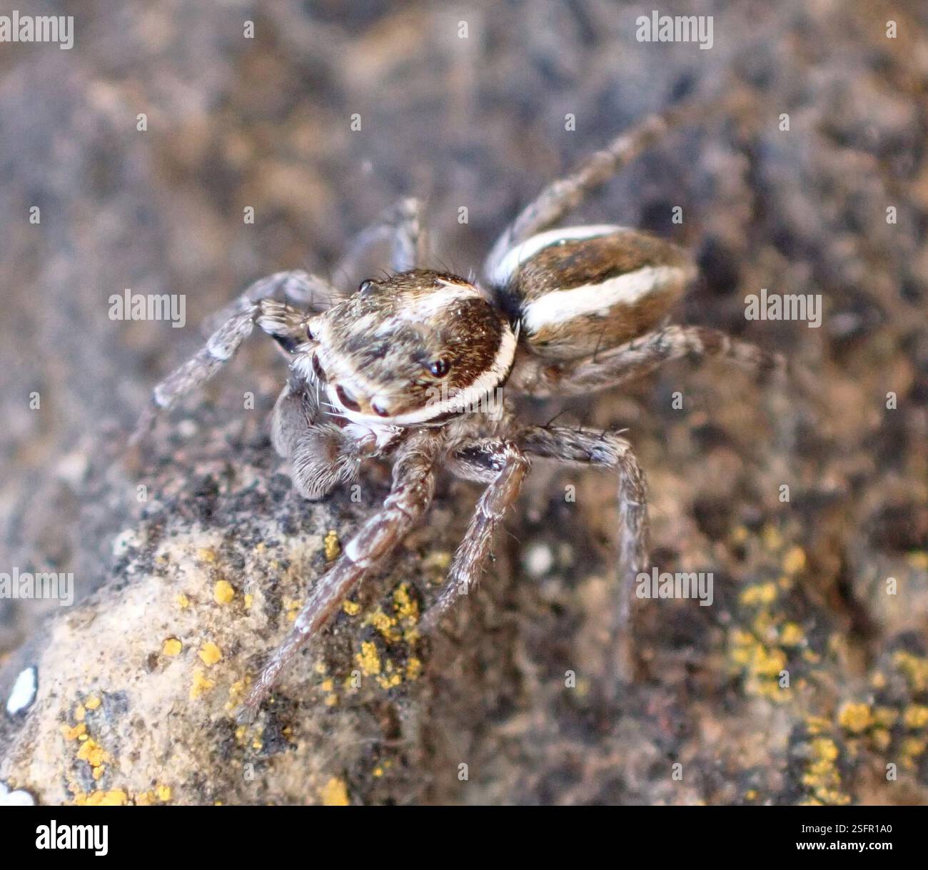 Gray Wall Jumping Spider (Menemerus bivittatus), Arachnida, Santo Antão ...