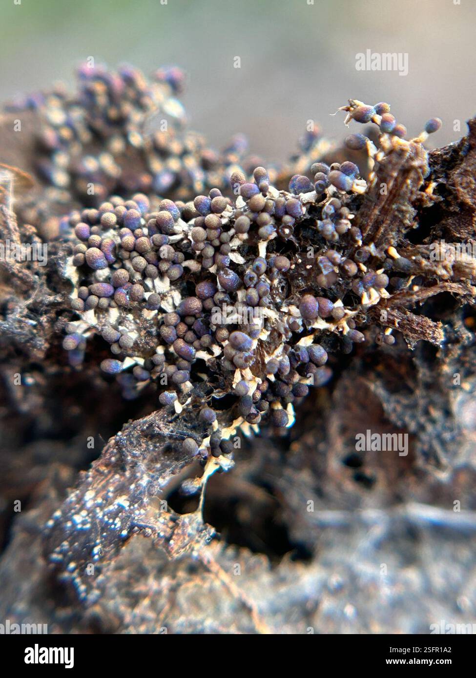 White-footed Slime (Diachea leucopodia), Protozoa, Montaña de Oro State ...