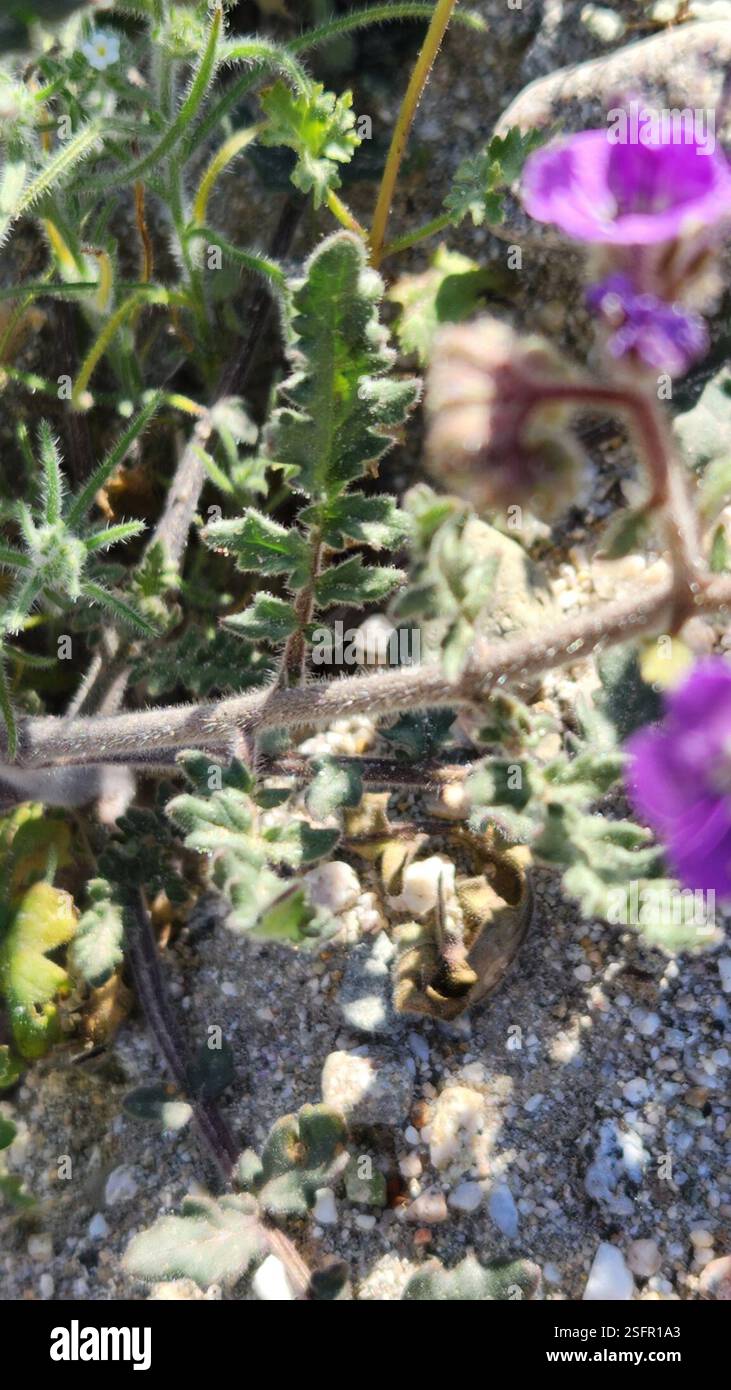 Notch-leaf Scorpionweed (Phacelia crenulata), Plantae, Riverside County ...