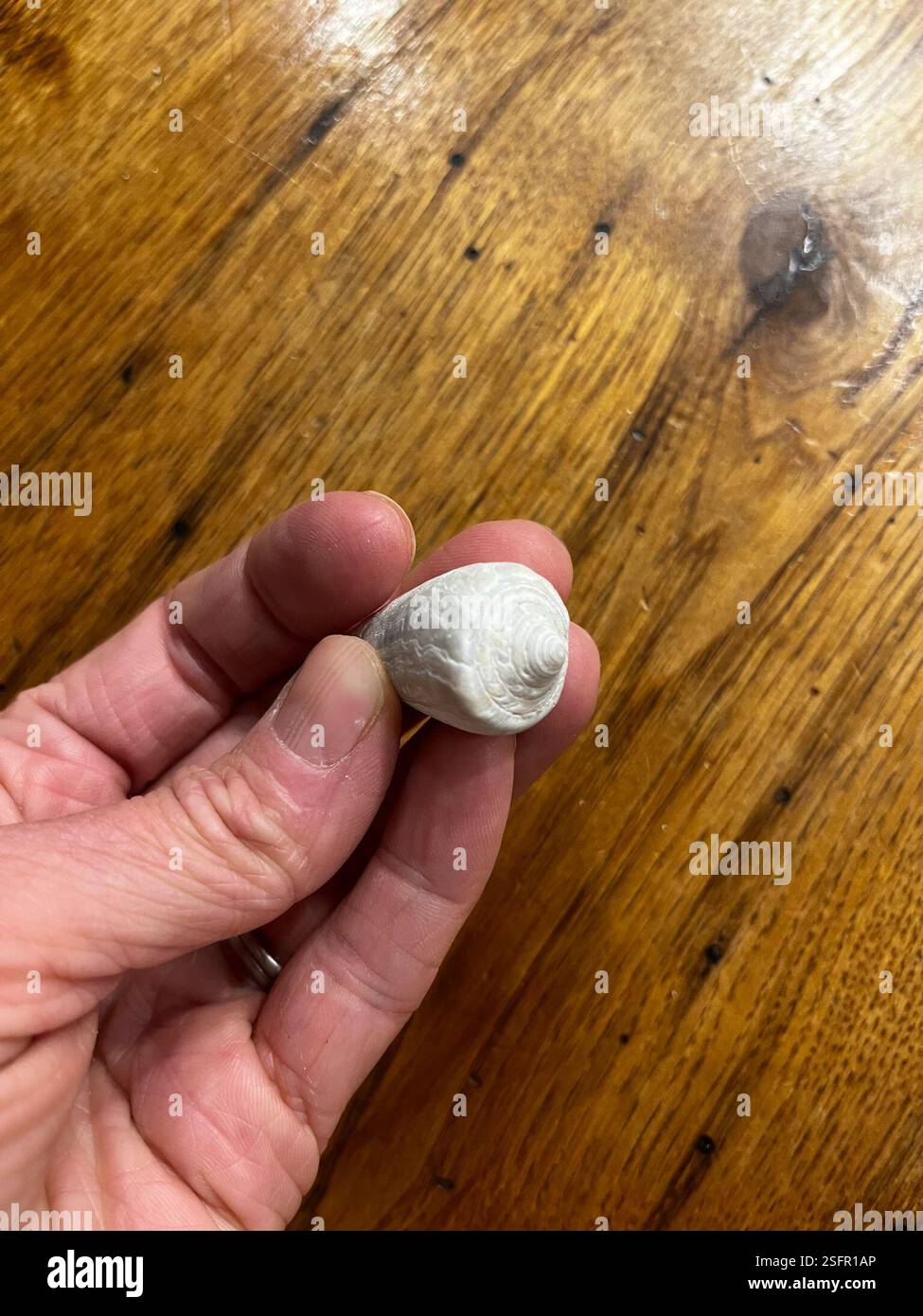 Alphabet Cone (Conus spurius), Mollusca, Little Hickory Island, Bonita ...