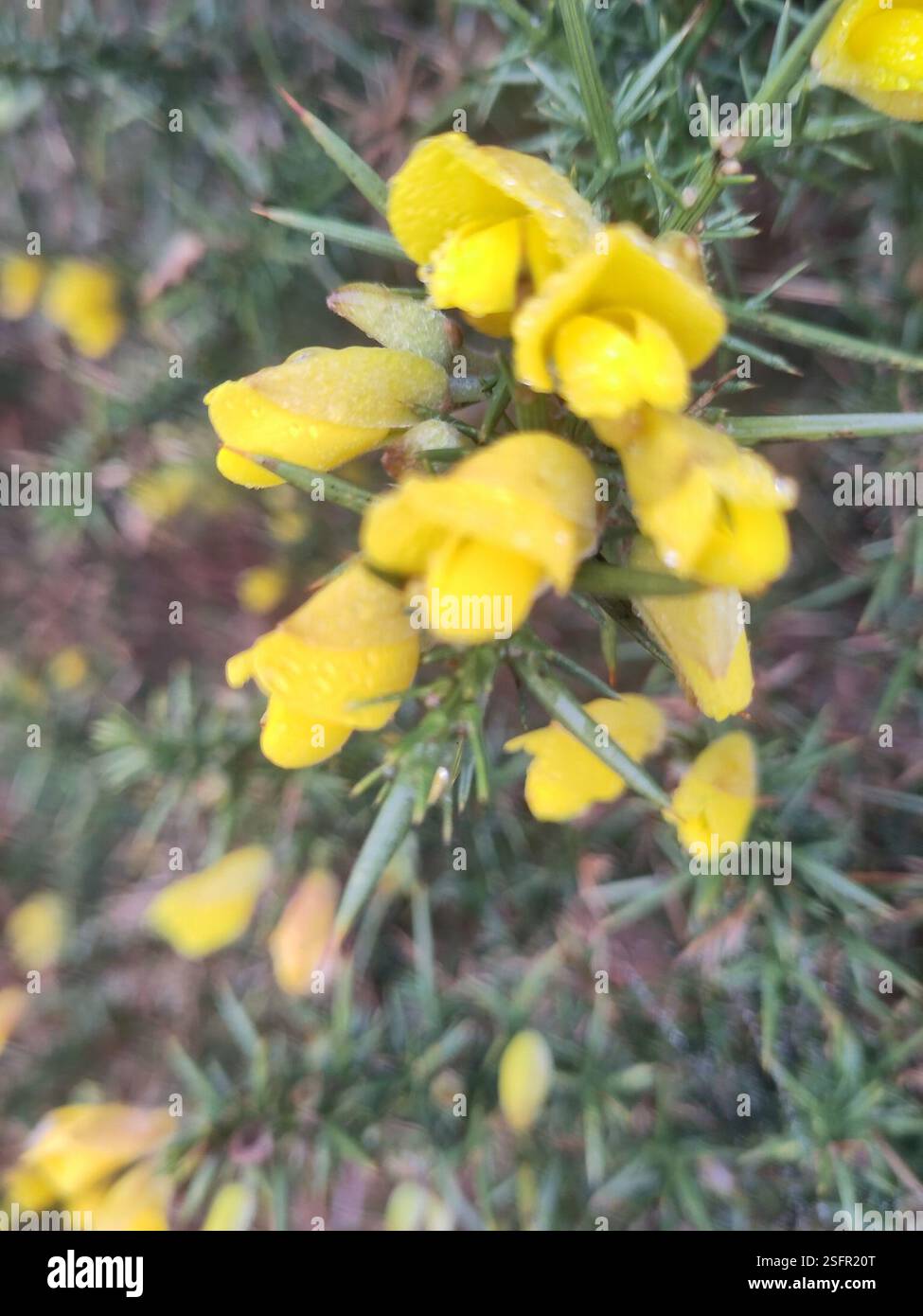 Gorses (Ulex), Plantae, German, Isle of Man, Gorse growing on a Manx ...