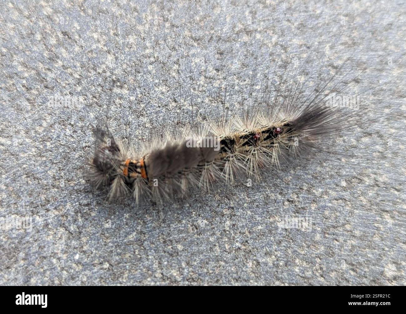 Painted apple moth (Orgyia anartoides), Insecta, Moonee Ponds VIC 3039 ...