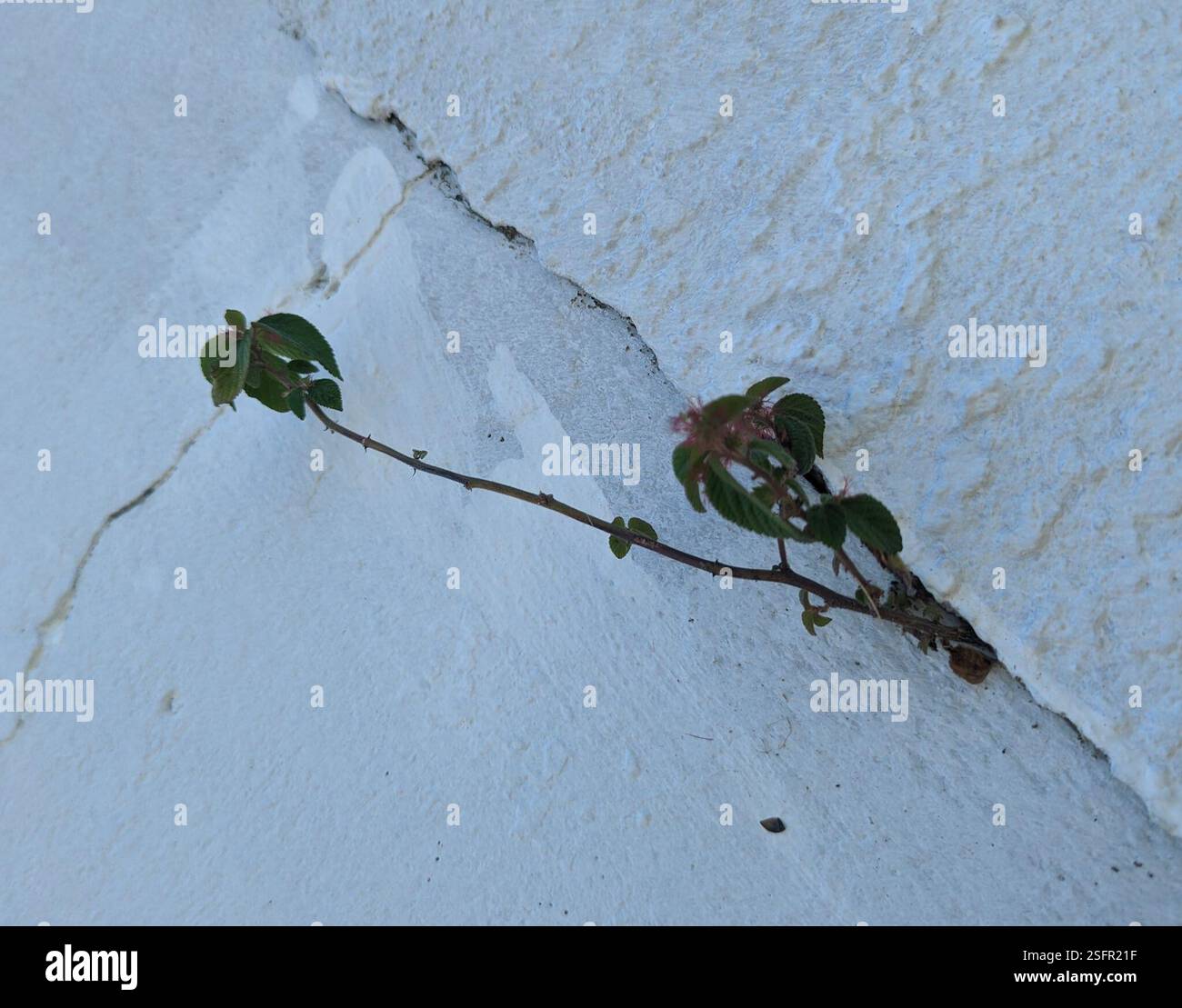 Field Copperleaf (Acalypha arvensis), Plantae, St. Petersburg ...