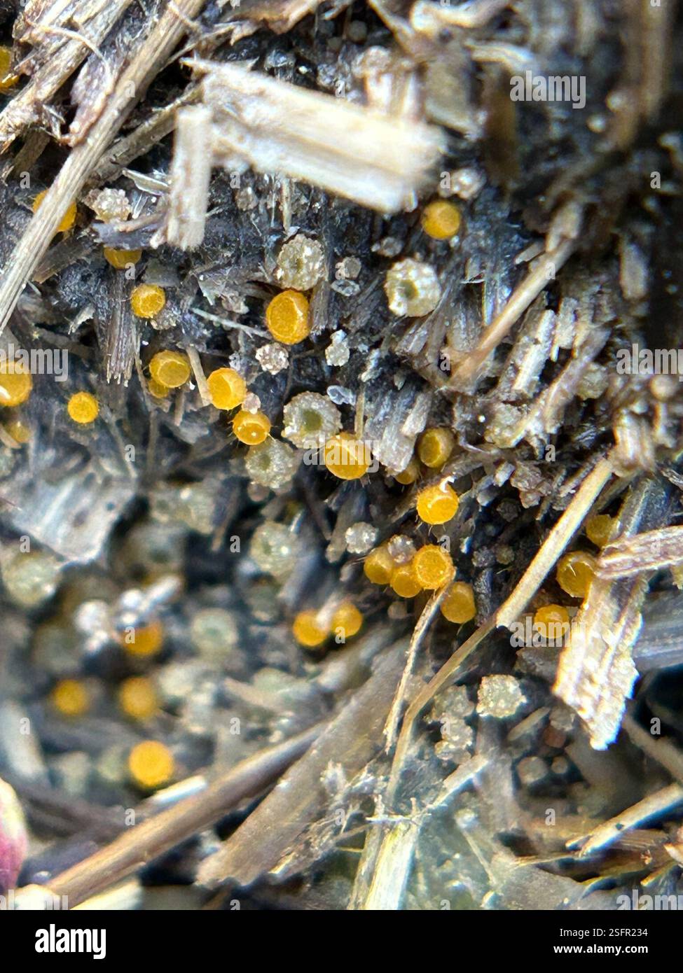 (Pyronemataceae), Fungi, San Luis Obispo, CA, US Stock Photo - Alamy