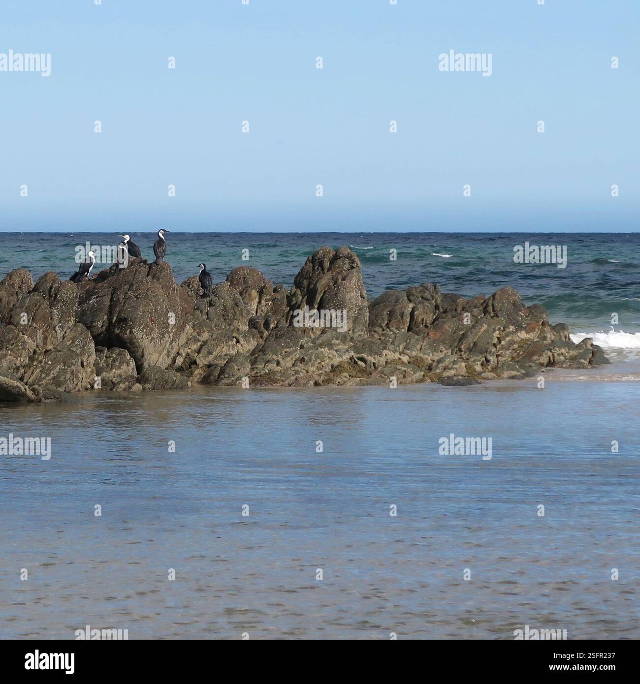 Black-faced Cormorant (Phalacrocorax fuscescens), Aves, Millers Beach ...