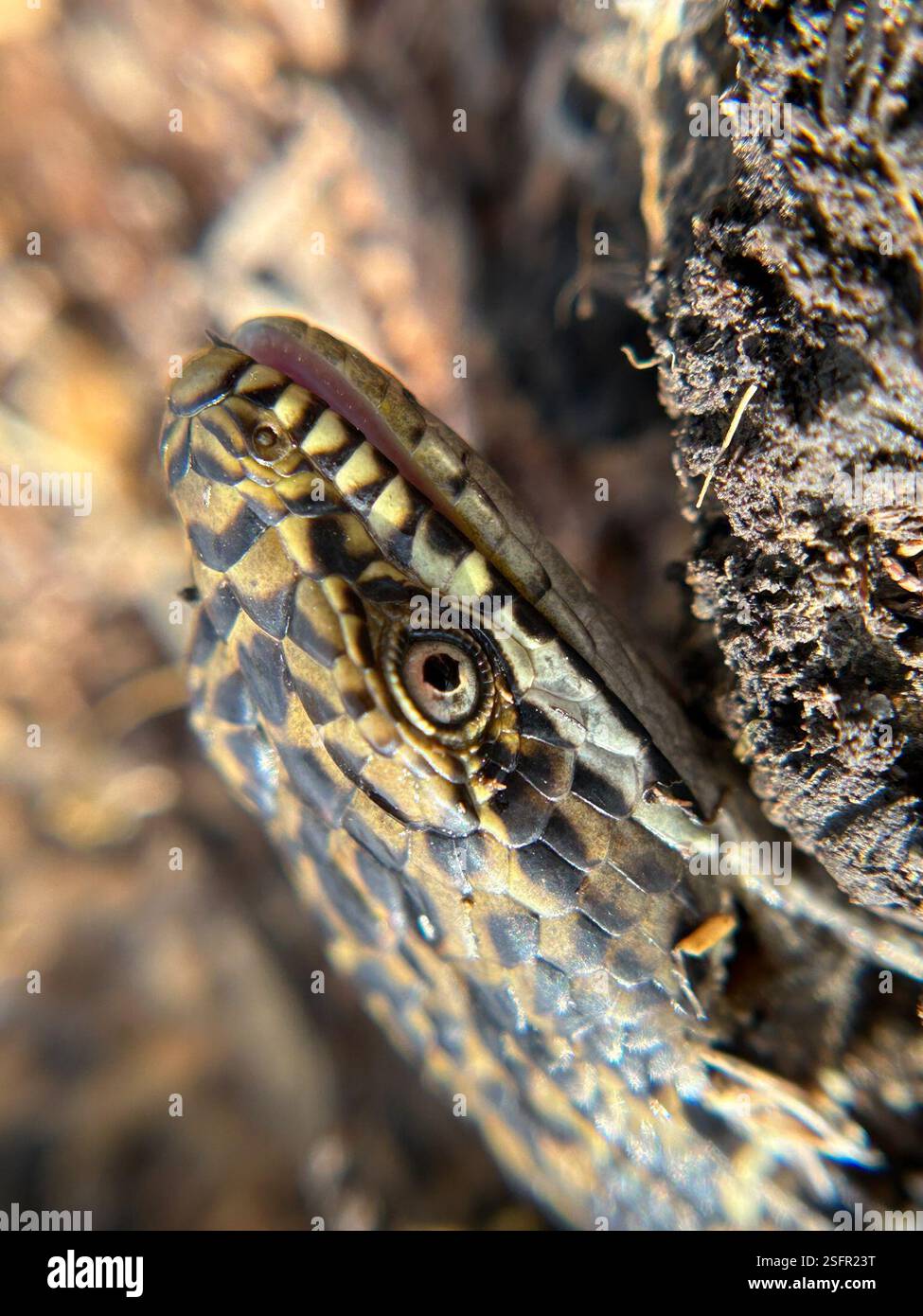 Southern Alligator Lizard (Elgaria multicarinata), Reptilia, San Luis ...