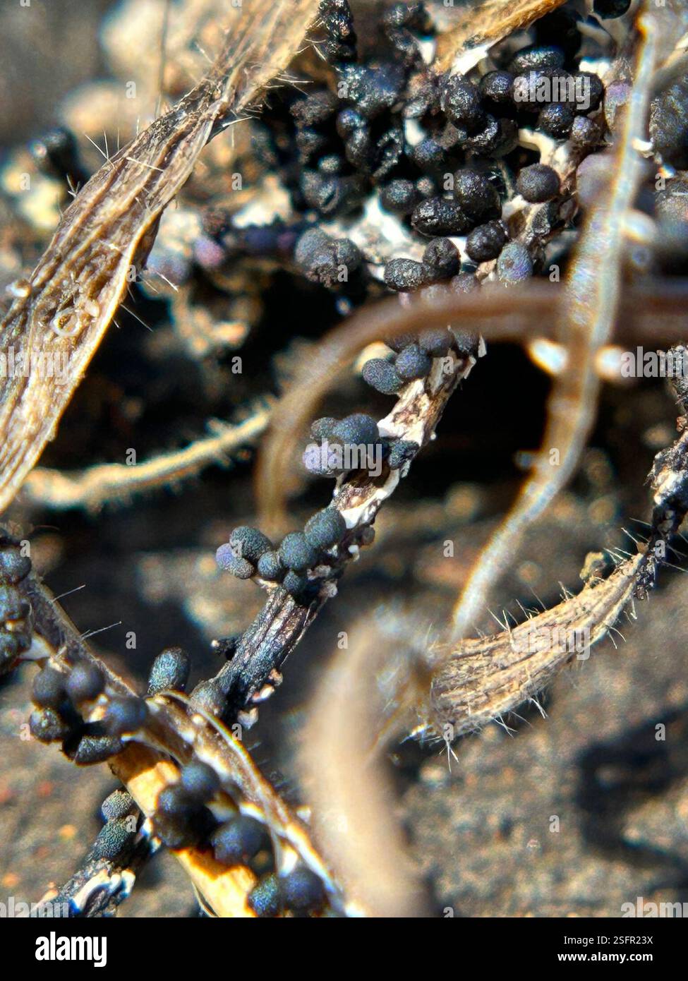 White-footed Slime (Diachea leucopodia), Protozoa, Montaña de Oro State ...