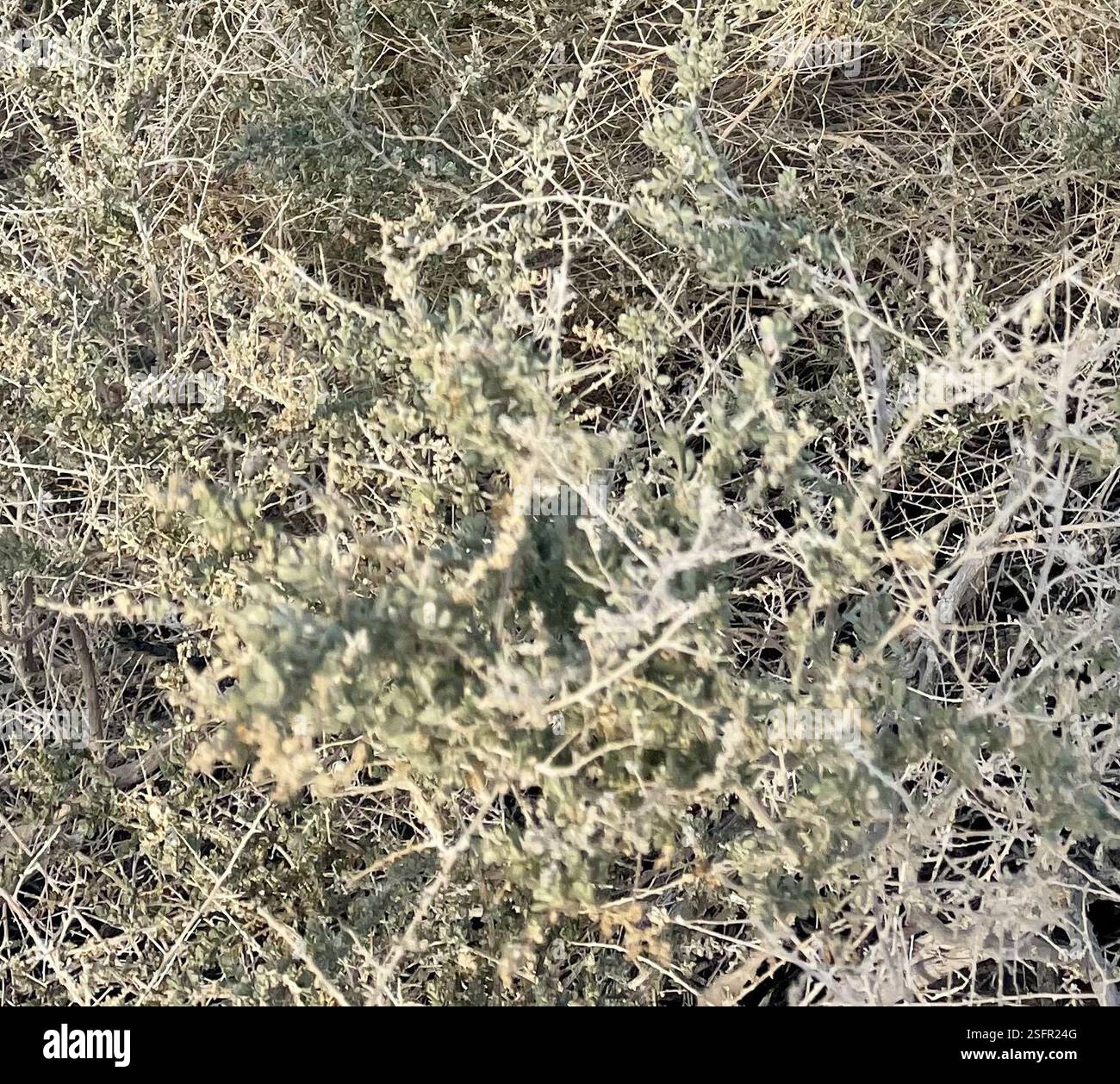 Cattle Saltbush (Atriplex polycarpa), Plantae, Thousand Palms Canyon Rd ...