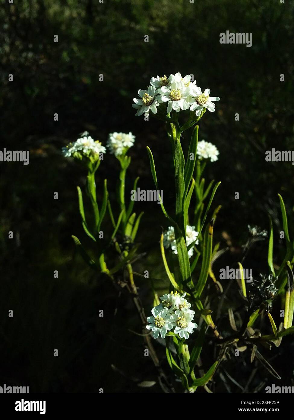 Fire Daisy (Ixodia achillaeoides alata), Plantae, Crafers SA 5152 ...