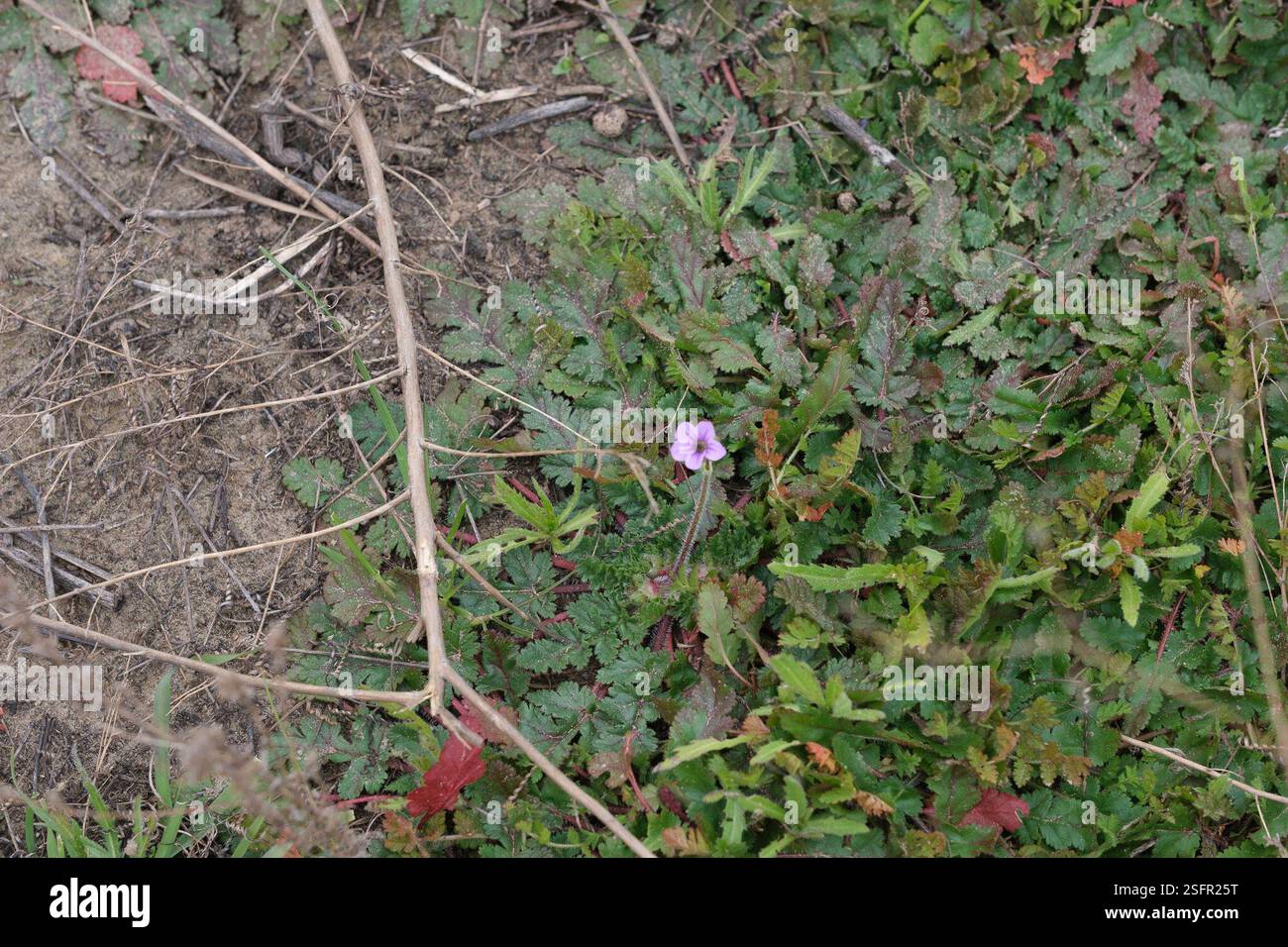 Mediterranean Stork's-bill (Erodium botrys), Plantae, Torrance, CA, USA ...