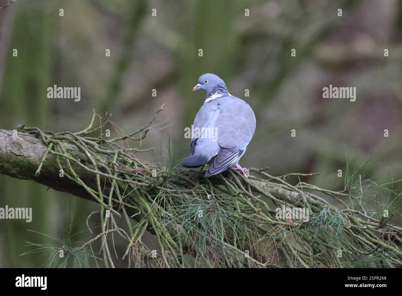 Common Wood-Pigeon (Columba palumbus), Aves, Sefton Park, Mossley Hill ...