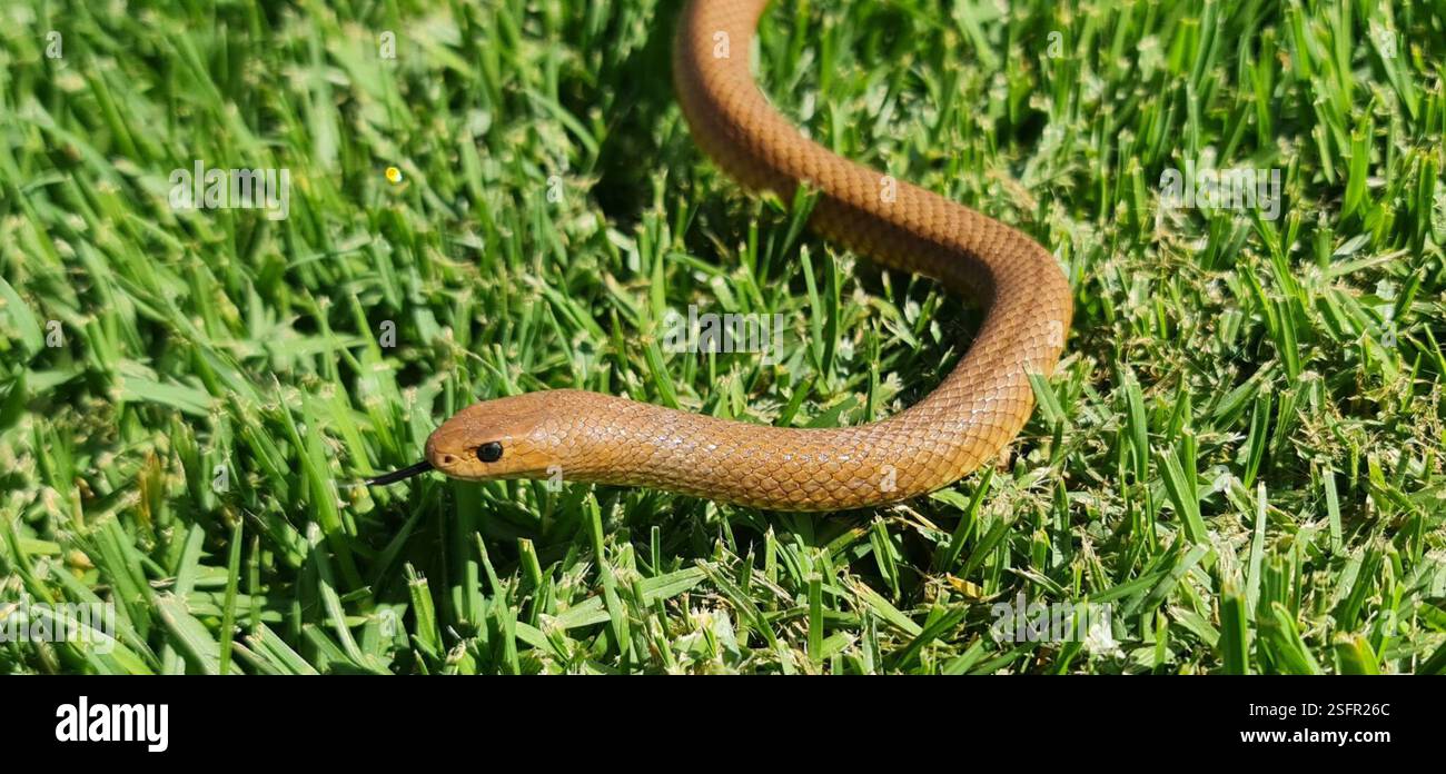 Eastern Brown Snake (Pseudonaja textilis), Reptilia, 31 Oliver Road ...