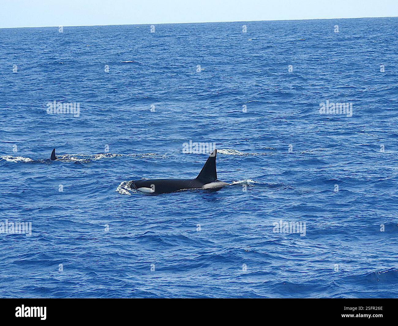 Orca (Orcinus orca), Mammalia, Bremer Bay WA 6338, Australia Stock ...