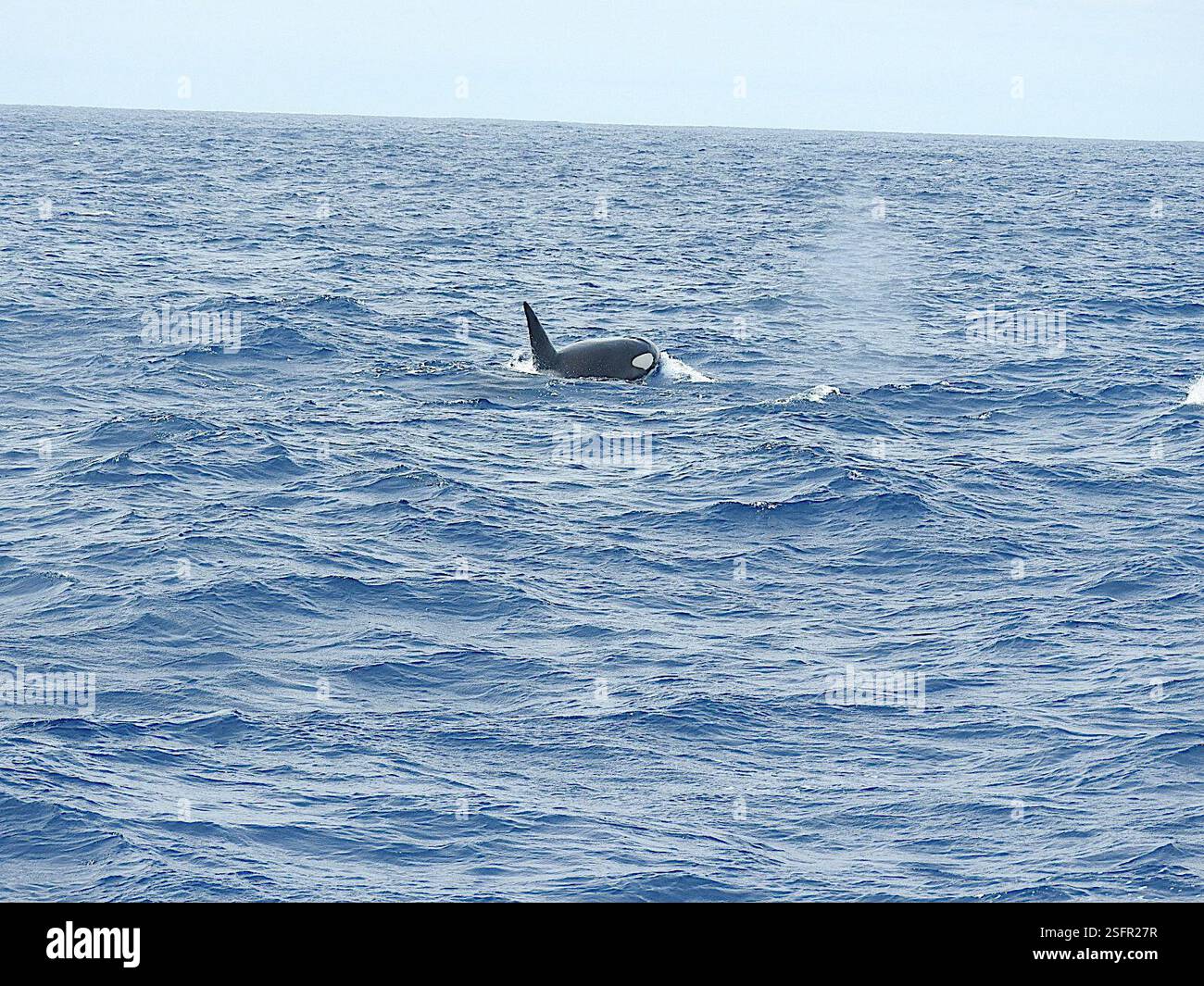 Orca (Orcinus orca), Mammalia, Bremer Bay WA 6338, Australia Stock ...