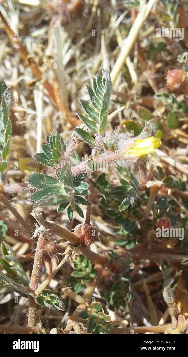 puncture vine (Tribulus terrestris), Plantae, Adelaide SA 5000 ...