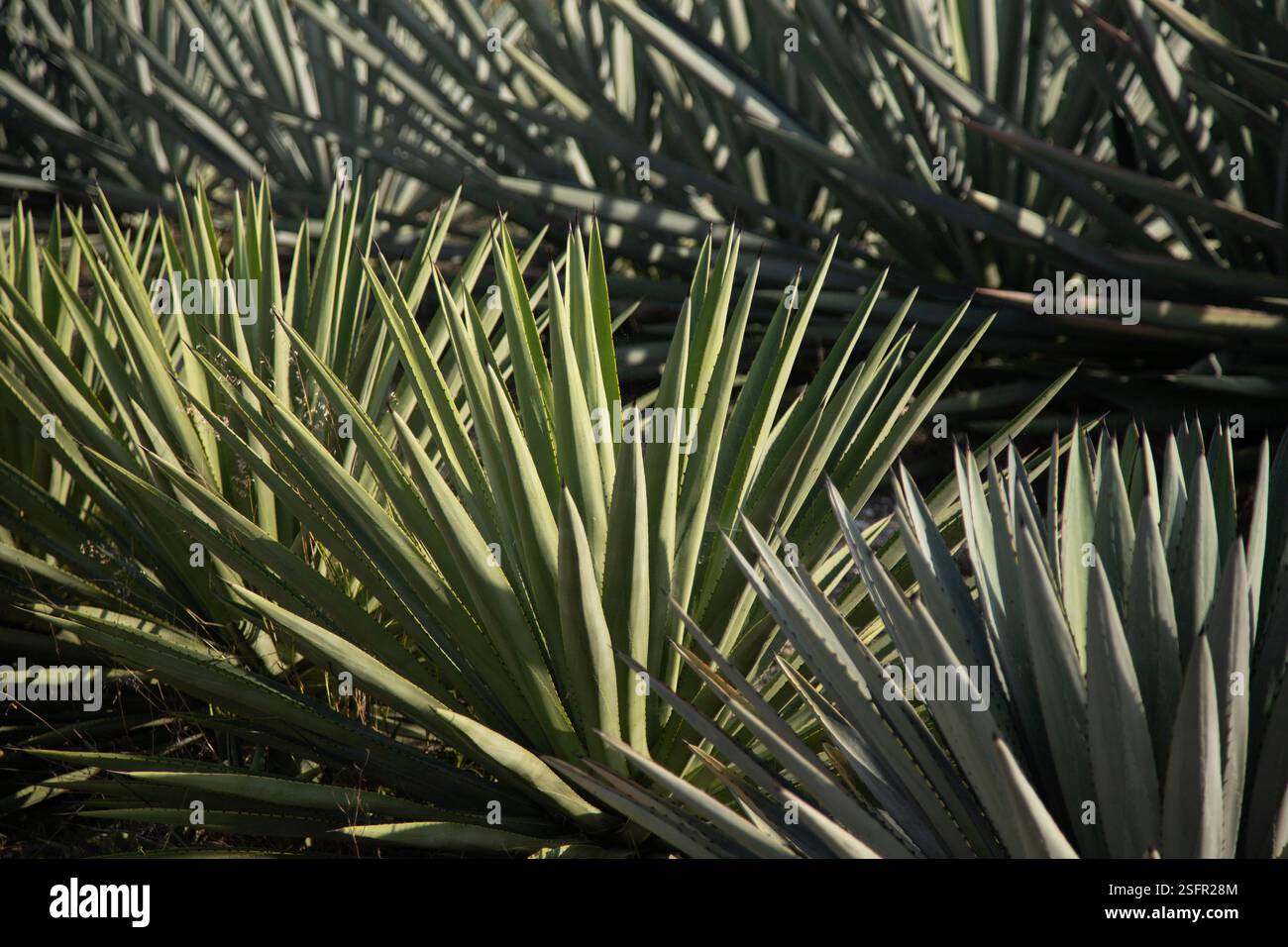 Wild agave maguey cuishe (Agave karwinskii) plants on an organic ...