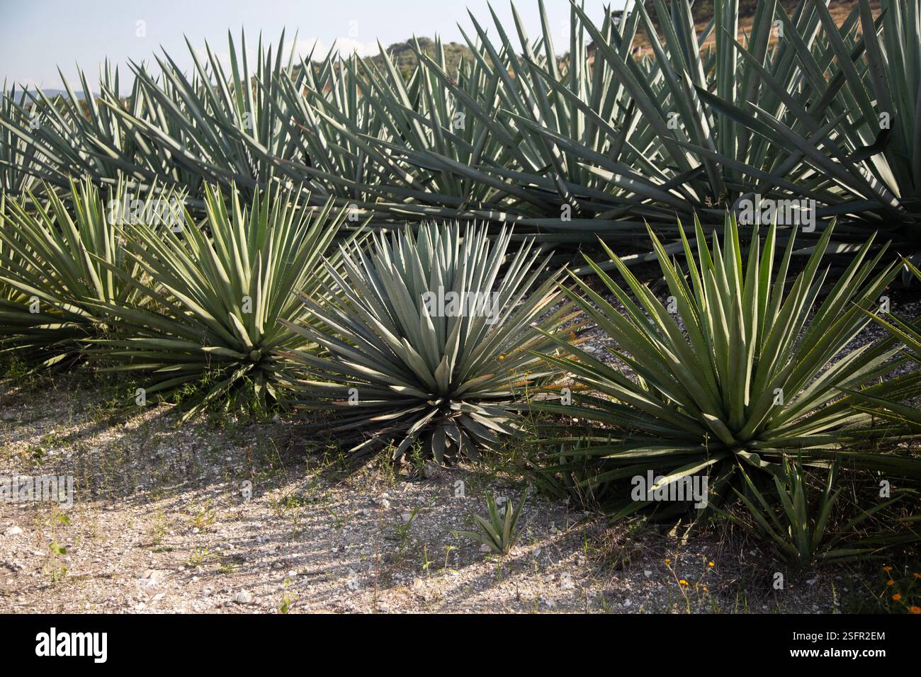 Wild agave maguey cuishe (Agave karwinskii) plants on an organic ...