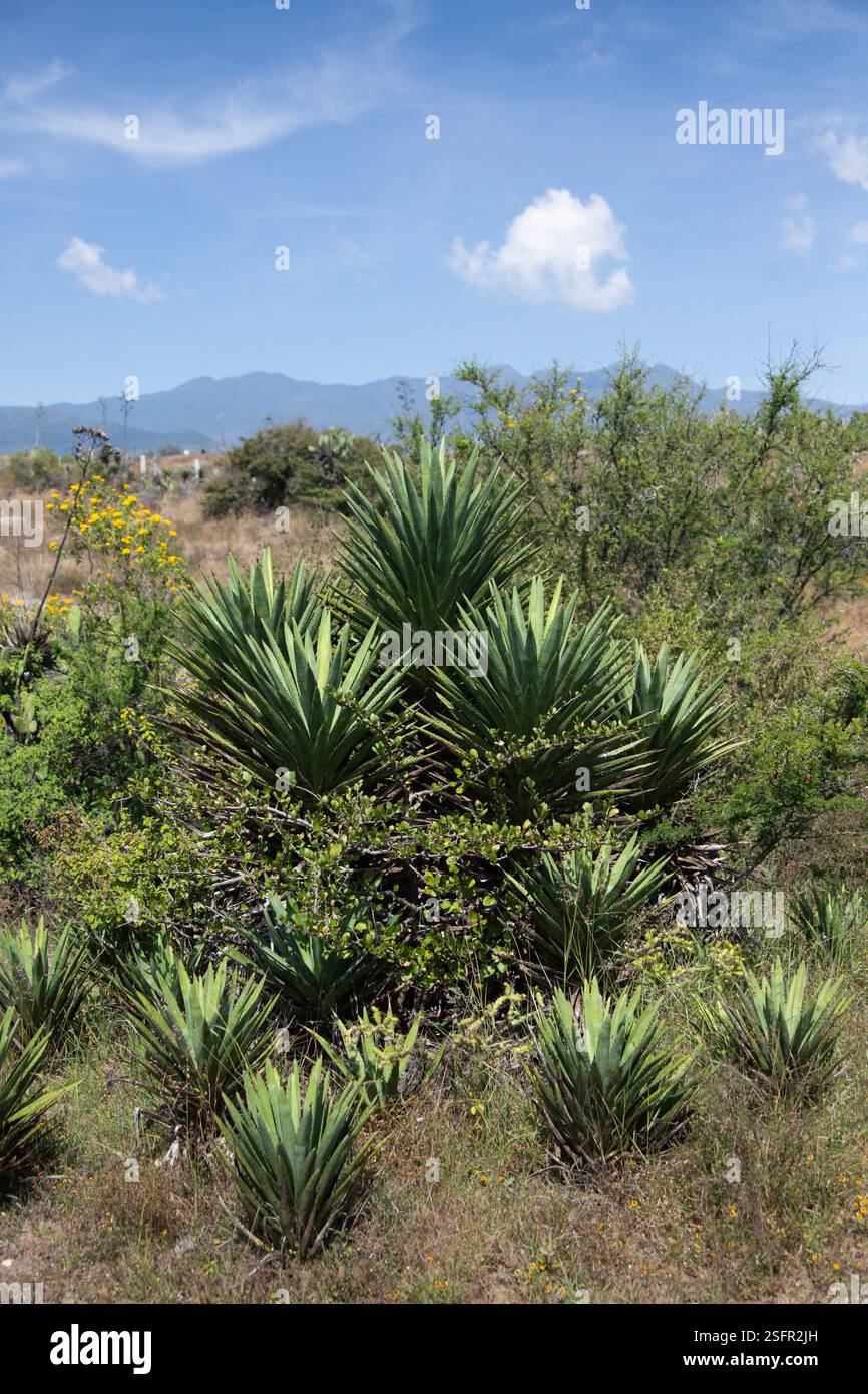 Wild agave maguey cuishe (Agave karwinskii) plants on an organic ...