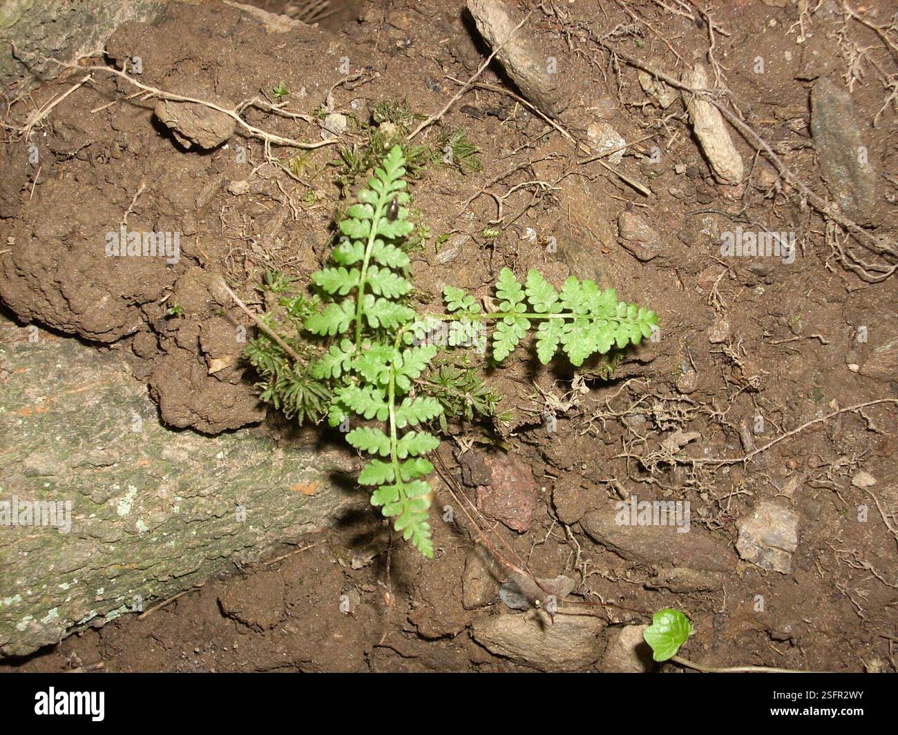 fragile ferns (Cystopteris), Plantae, Lancaster County, PA, USA Stock ...