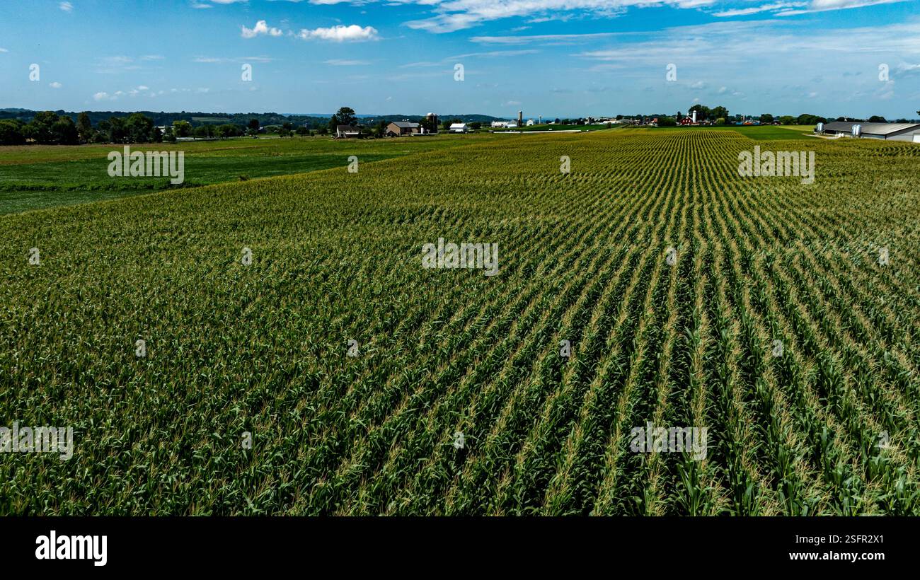 A vast expanse of green corn plants fills the landscape under a bright ...