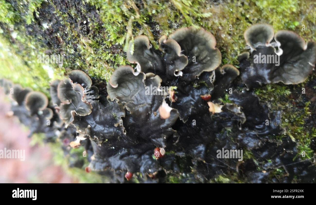 scaly pelt lichen (Peltigera praetextata), Fungi, 78234 Engen ...