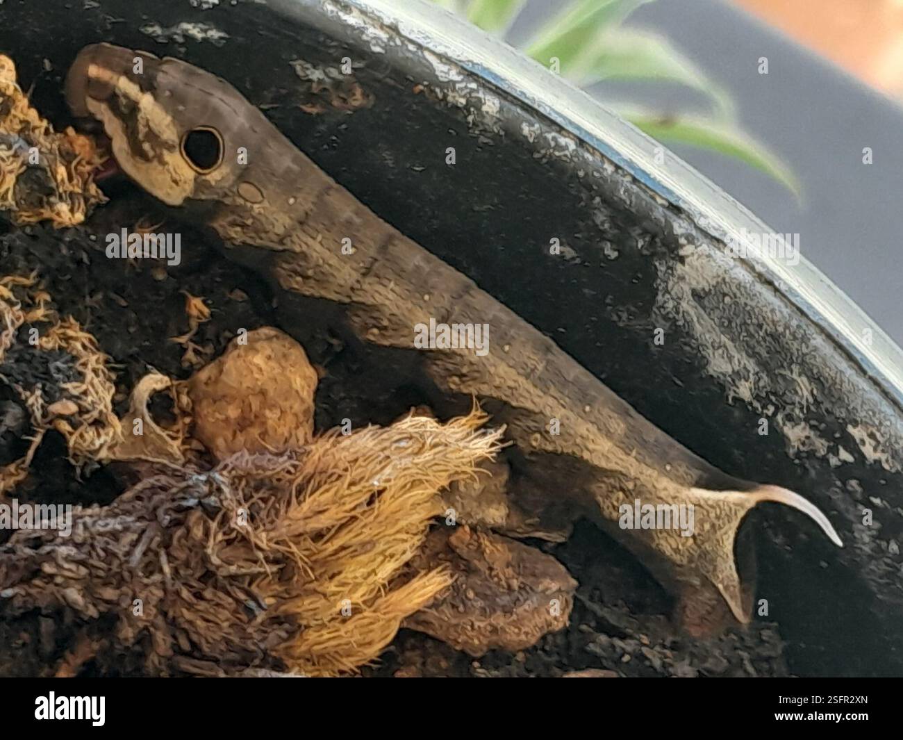 Common Striped Hawkmoth (Hippotion eson), Insecta, Edgemead, Cape Town ...