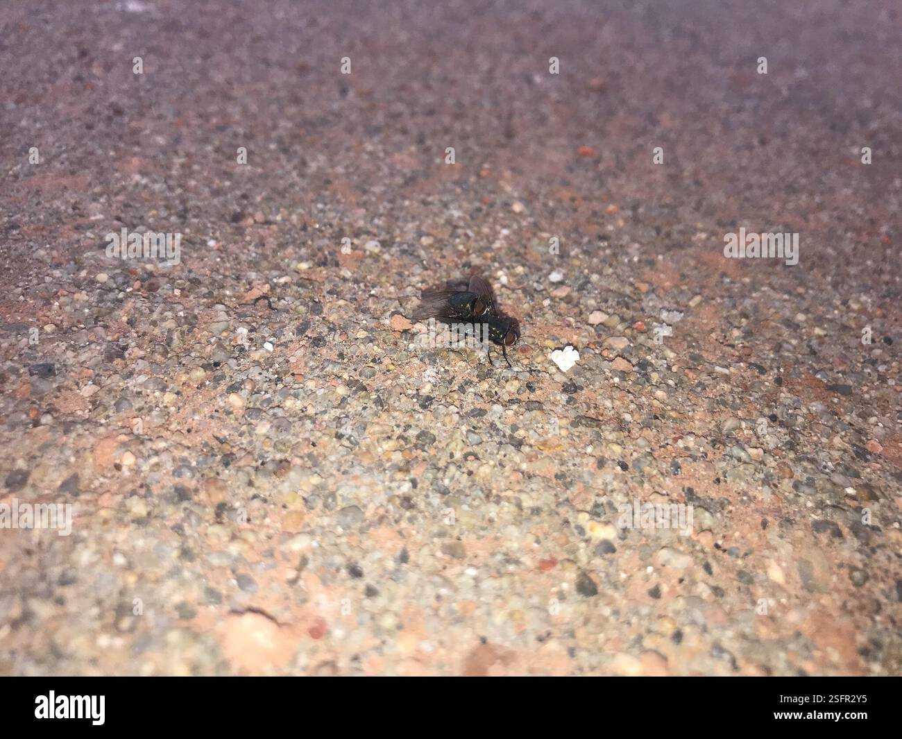 Black Blow Fly (Phormia regina), Insecta, University of Nebraska - East ...