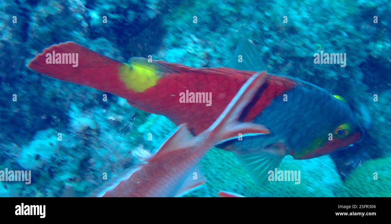 European Parrotfish (Sparisoma cretense), Actinopterygii, Baía Entre ...