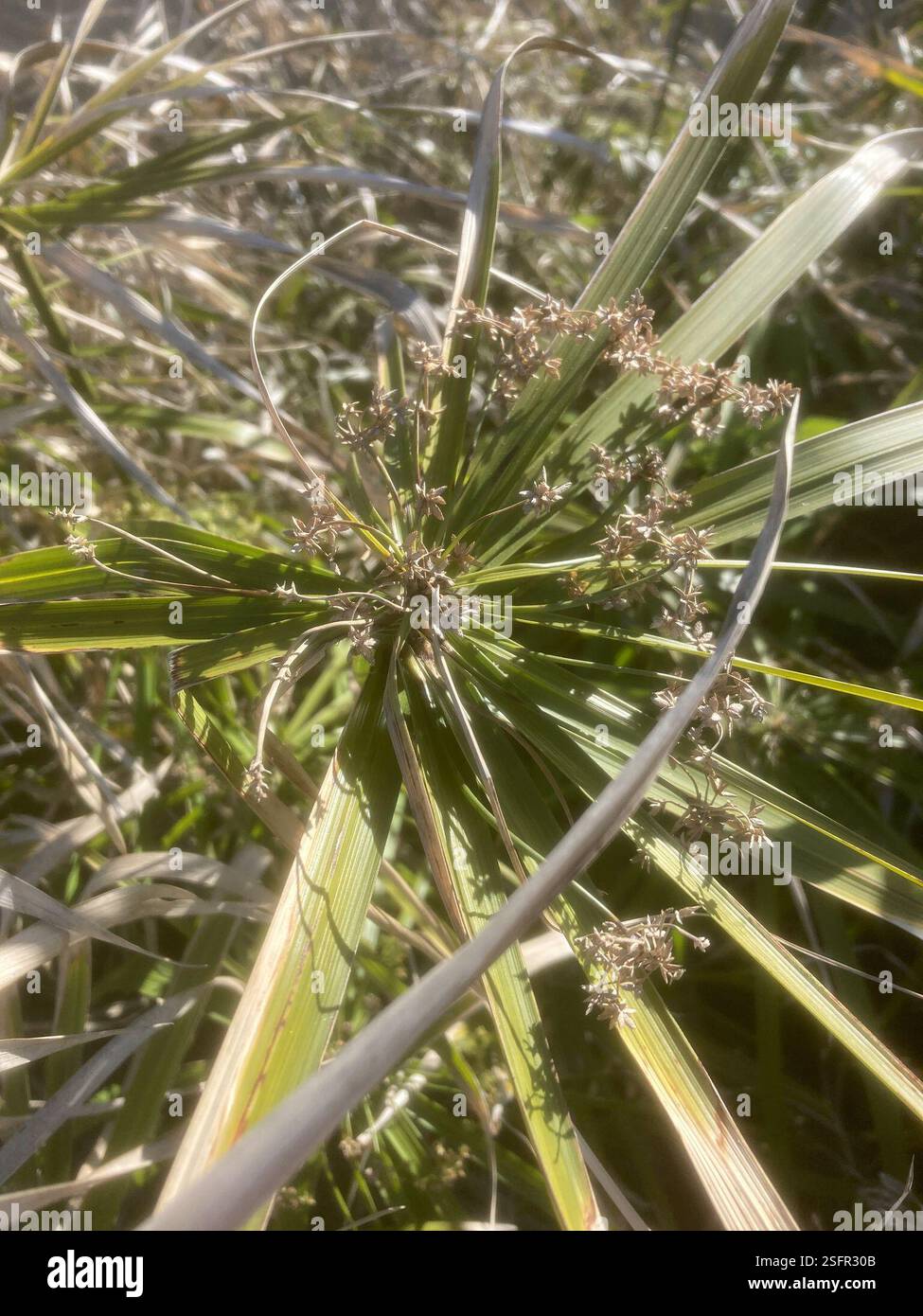Umbrella Papyrus (Cyperus alternifolius), Plantae, Tamarack Ave ...