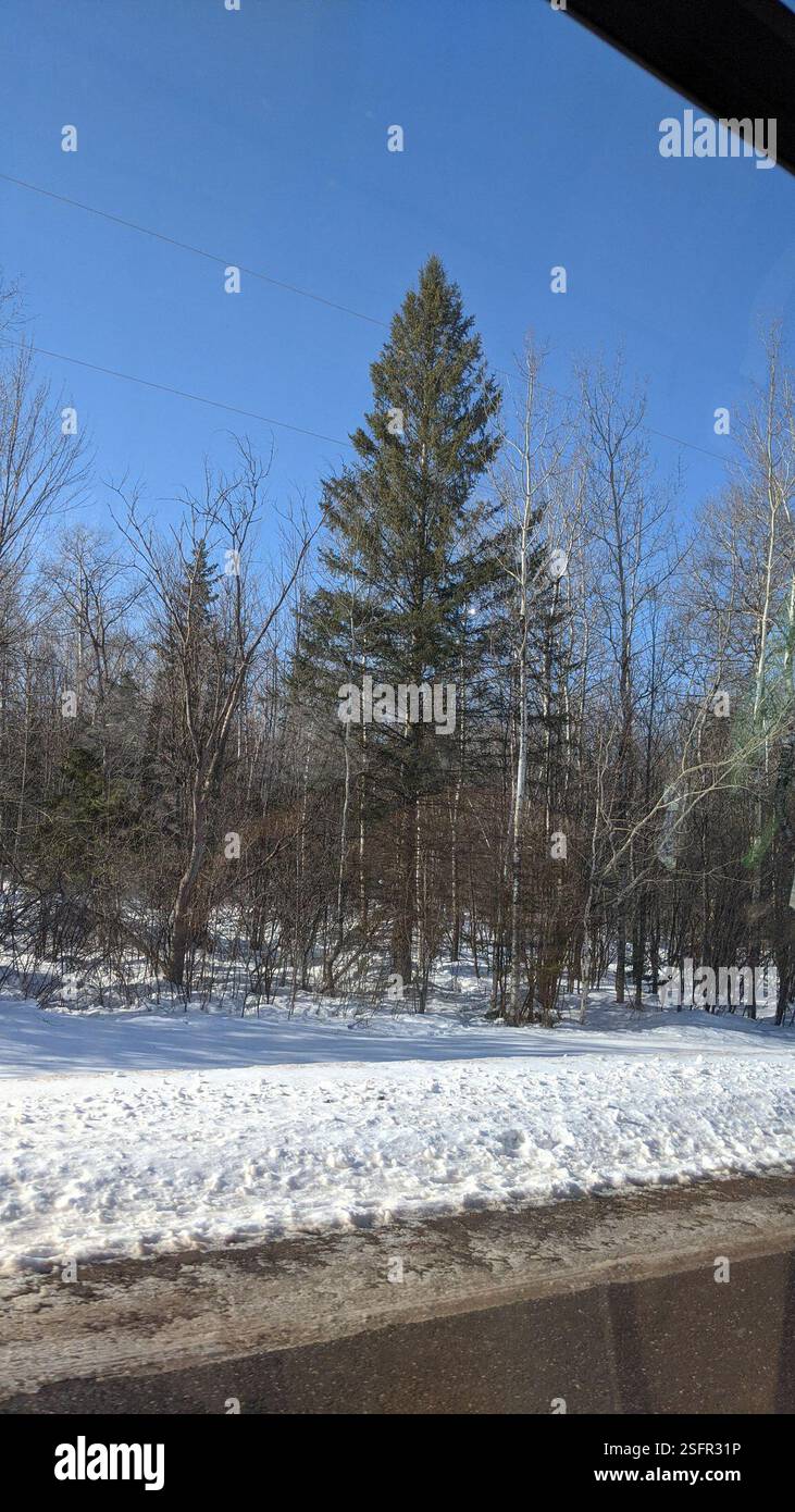 eastern white pine (Pinus strobus), Plantae, Wakefield, MI 49968, USA ...