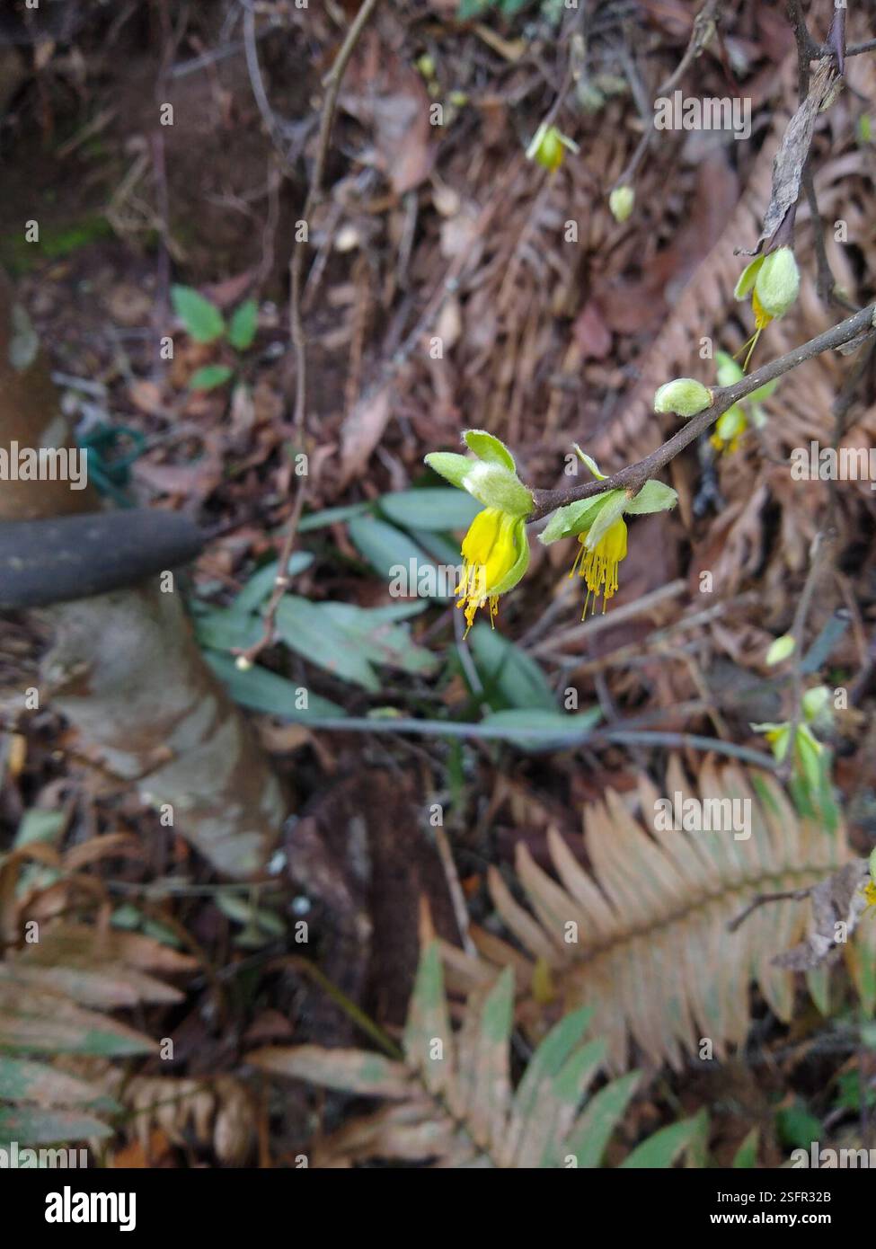 Western Leatherwood (Dirca occidentalis), Plantae, California, US Stock ...