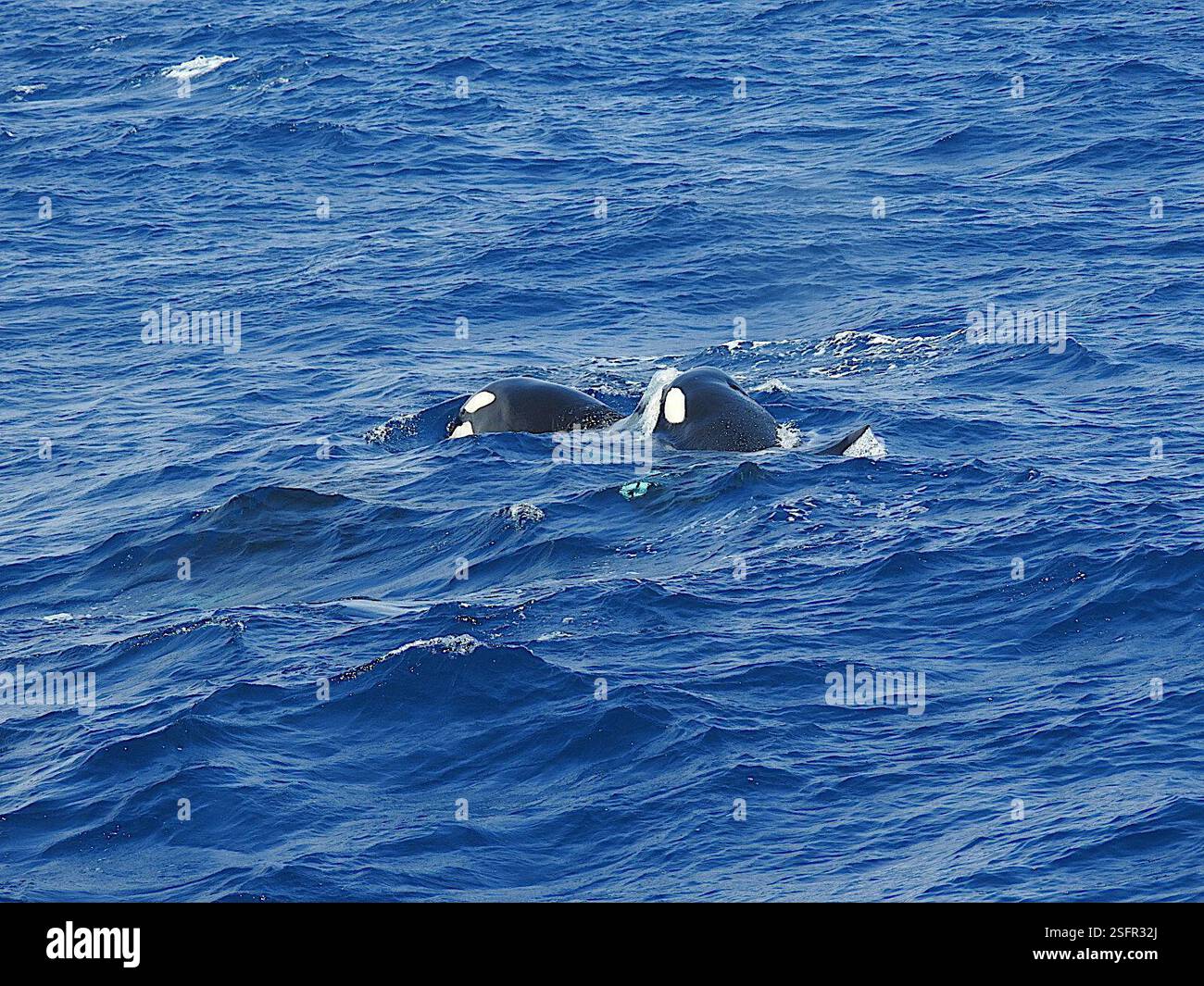 Orca (Orcinus orca), Mammalia, Bremer Bay WA 6338, Australia Stock ...