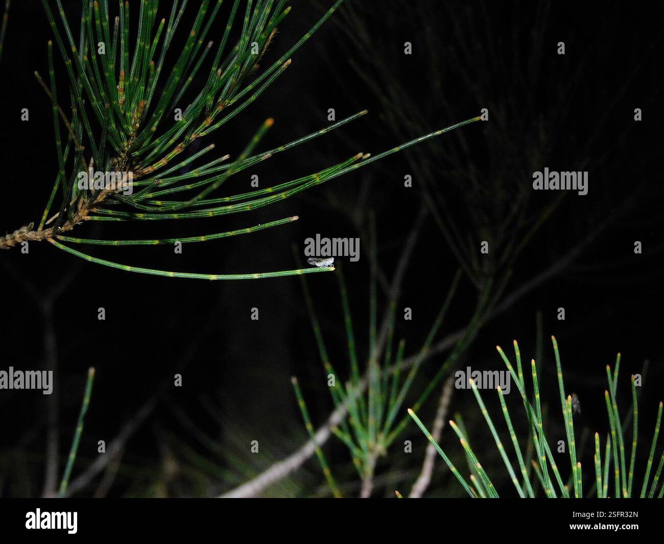 True Hoppers (Auchenorrhyncha), Insecta, Hobart TAS, Australia Stock ...