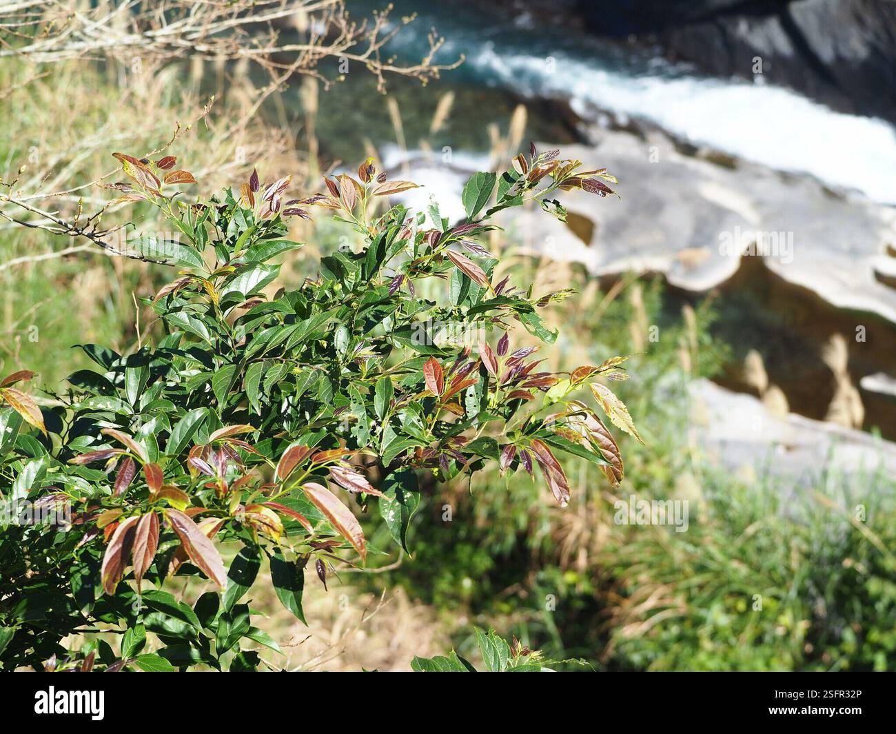 Nilgiri elm (Celtis tetrandra), Plantae, 台灣新北市 Stock Photo - Alamy