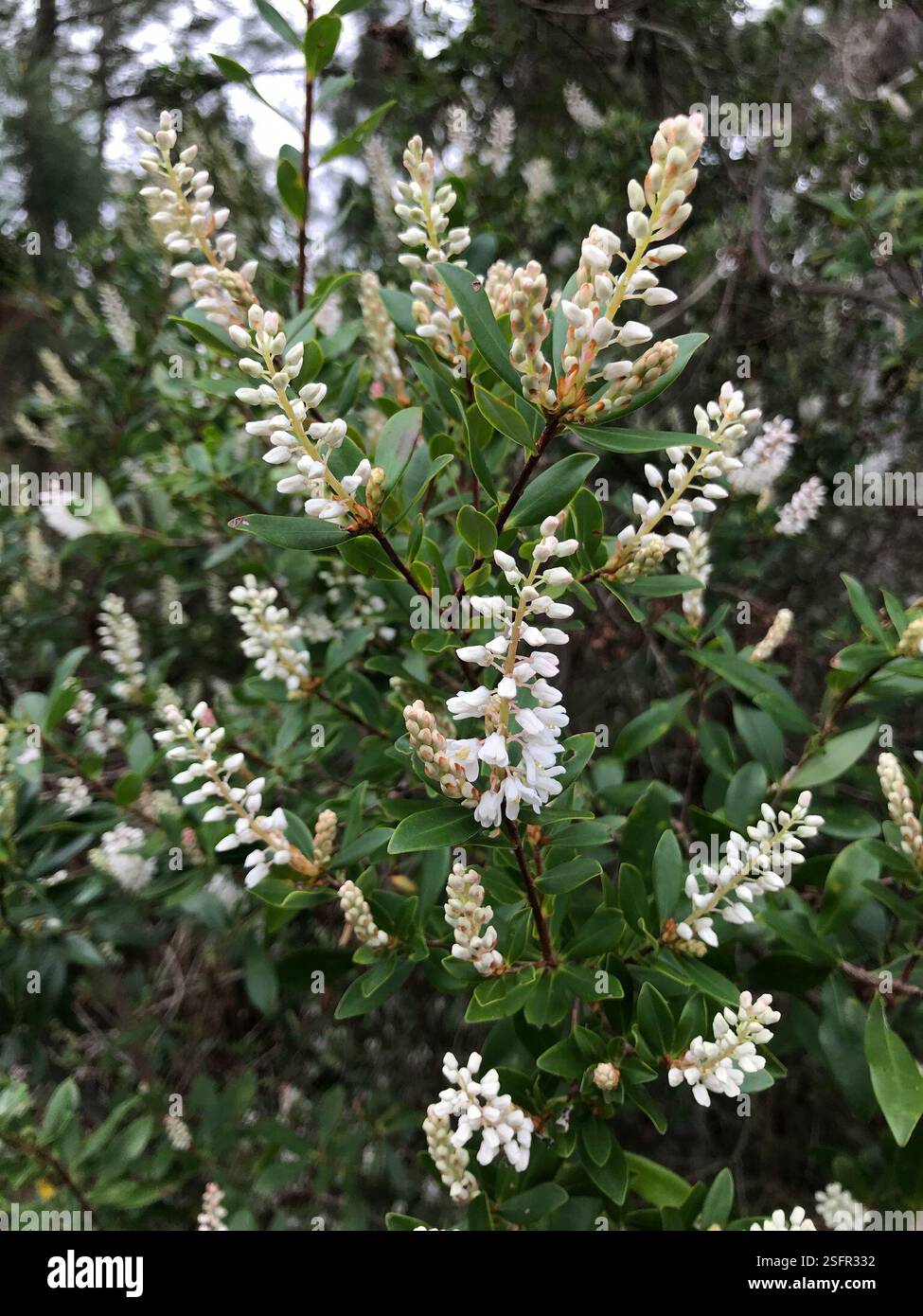 Buckwheat tree (Cliftonia monophylla), Plantae, Gulf State Park ...