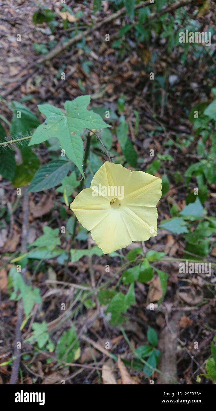 (Distimake vitifolius), Plantae, Kaeng Krachan, Kaeng Krachan, TH-PE ...