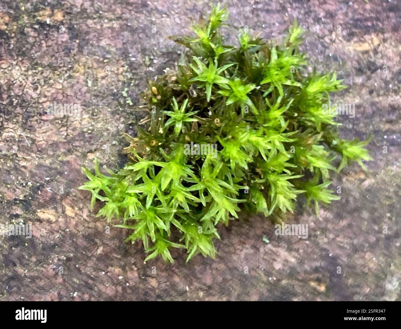 Wood Bristle-moss (Lewinskya affinis), Plantae, Walnut Tree Close ...