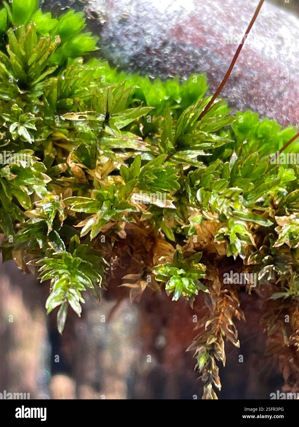 Horn Calcareous Moss (Mnium hornum), Plantae, De Geelders, Boxtel ...