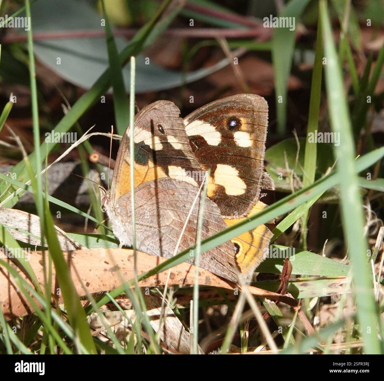 Common Brown (Heteronympha merope), Insecta, Ringwood East VIC 3135 ...