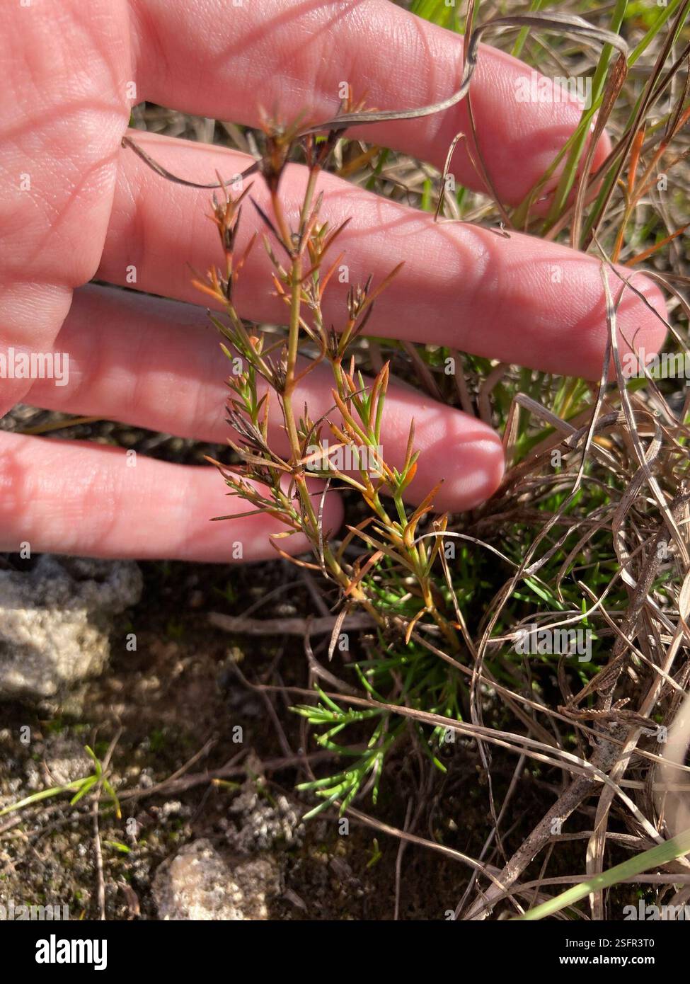 Rust Weed (Polypremum procumbens), Plantae, Broward College South ...