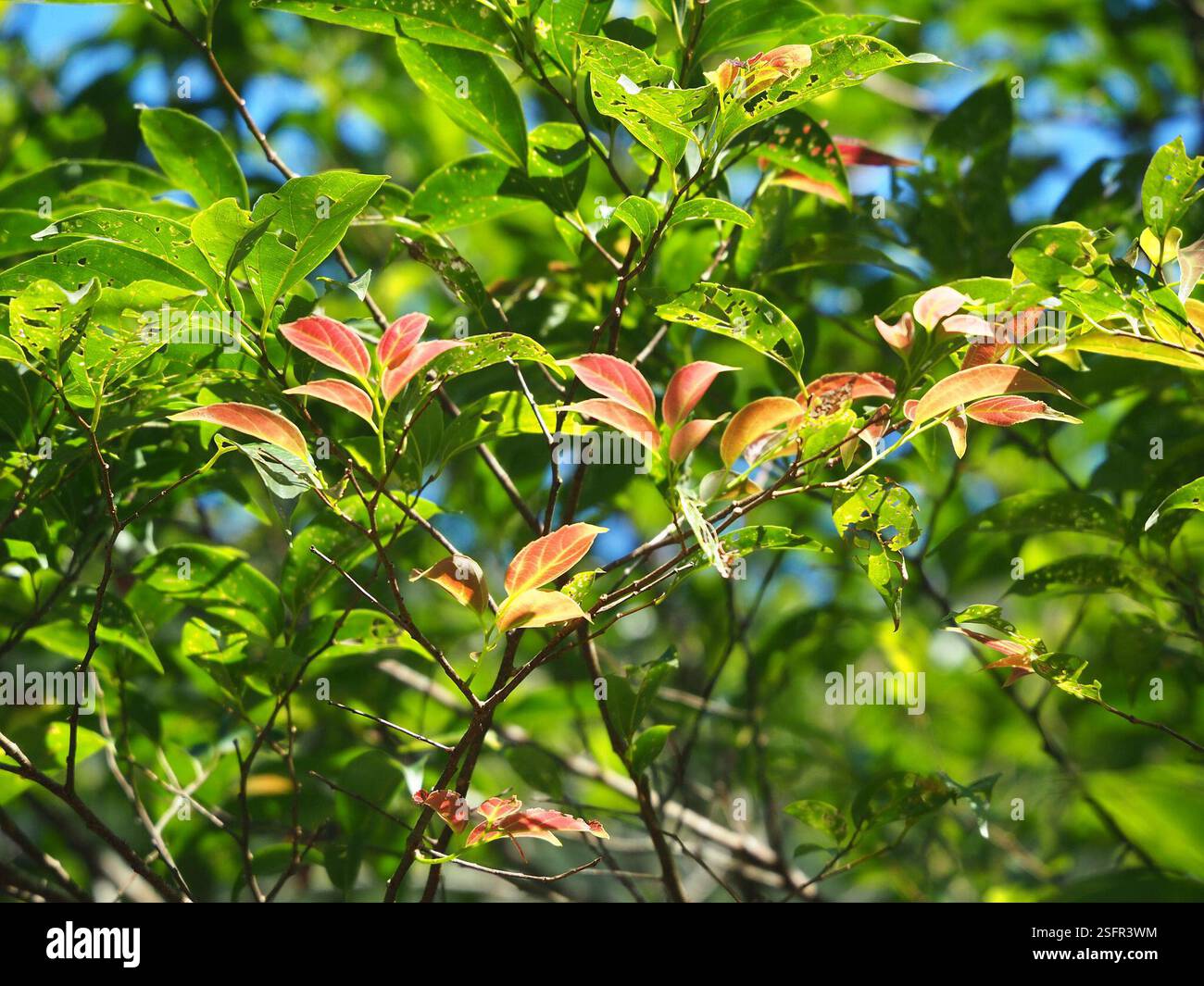Nilgiri elm (Celtis tetrandra), Plantae, 台灣新北市 Stock Photo - Alamy