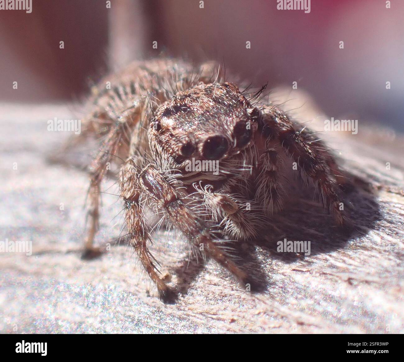 Jumping Spiders (Salticidae), Arachnida, São Vicente, Cape Verde, CV ...