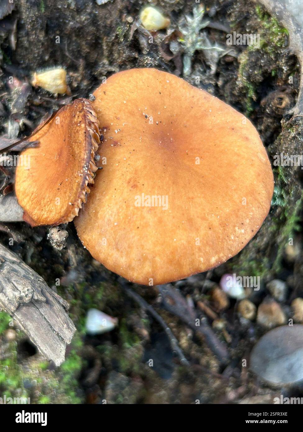 Candy Cap (Lactarius rubidus), Fungi, Los Osos, CA, US Stock Photo - Alamy