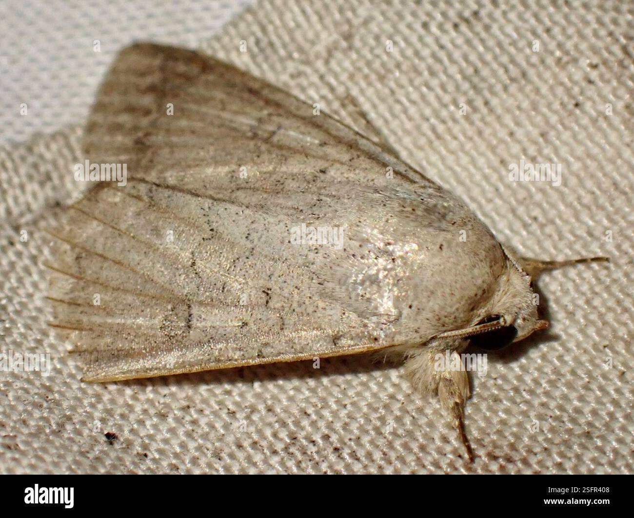 Owlet Moths and Allies (Noctuoidea), Insecta, Santo Antão, Cape Verde ...