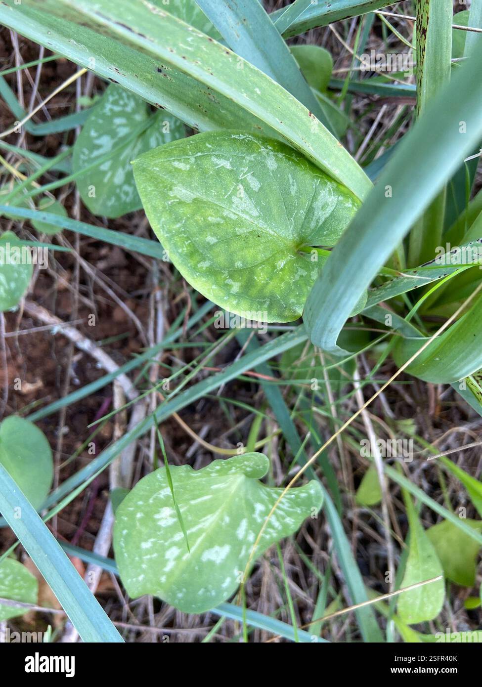Friar's-cowl (Arisarum vulgare), Plantae, Mondragón Natural Park ...