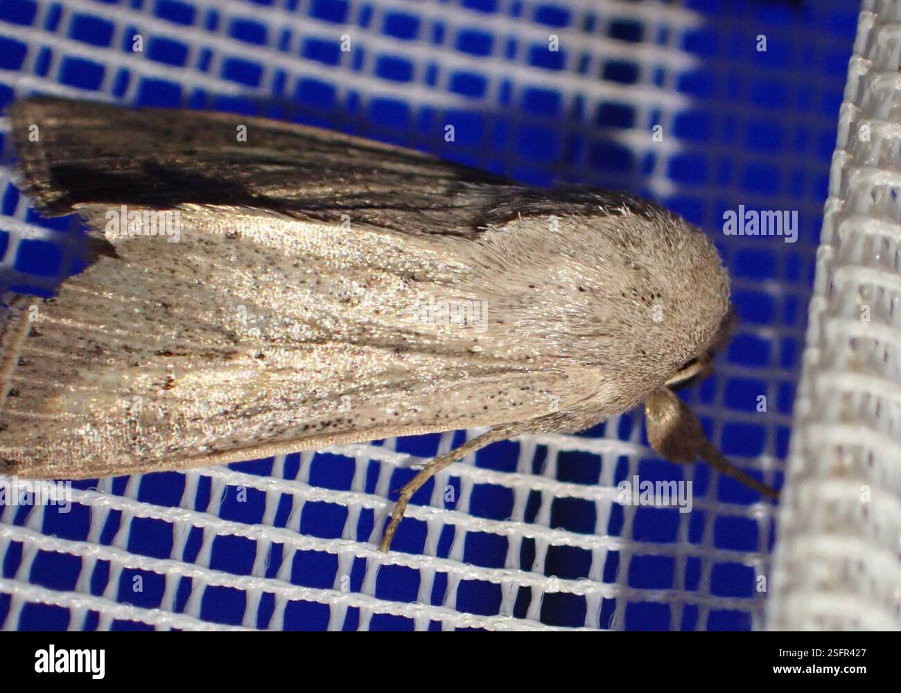 Wainscot Moths (Leucaniini), Insecta, Santo Antão, Cape Verde, CV Stock ...